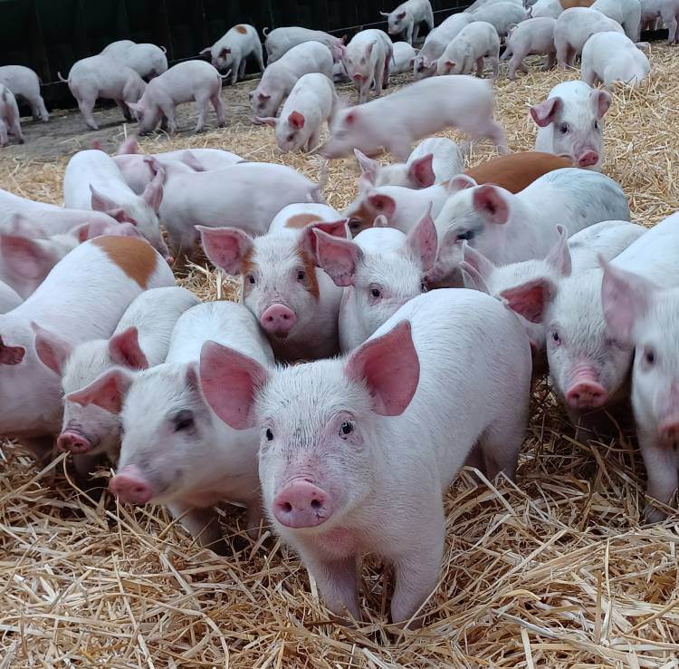 Blog Post – December 2023 - Dryden Farms